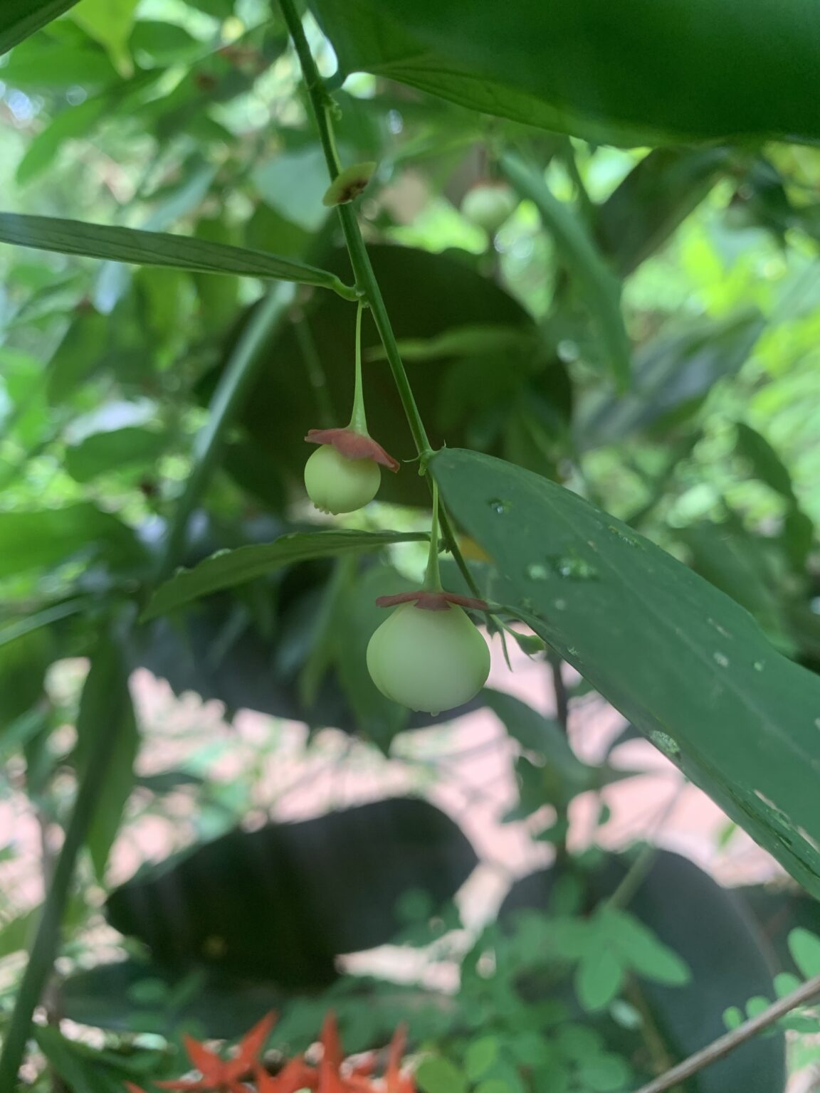 Thavasi Keerai - Multivitamin Plant -Sauropus Androgynus - Multigreen ...